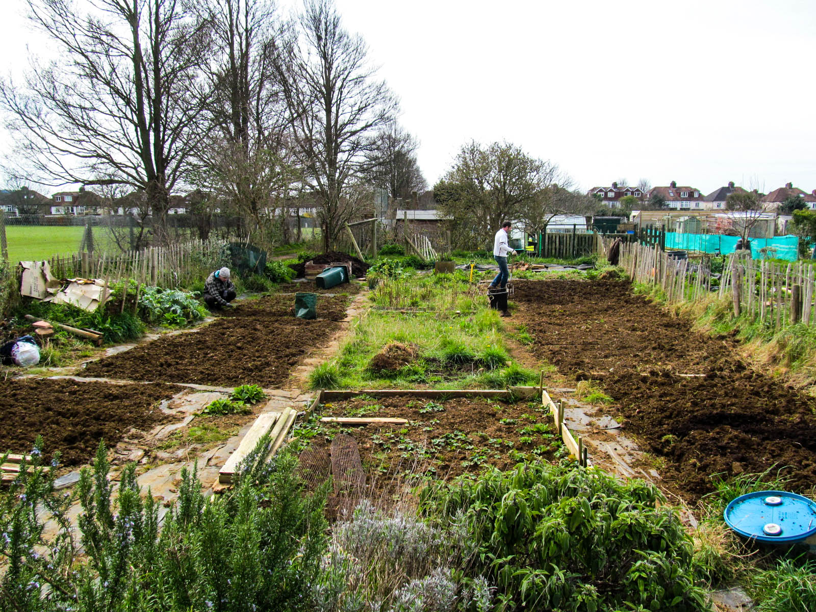 Progression of the new plot on the Weald Allotment. – Brighton and Hove ...