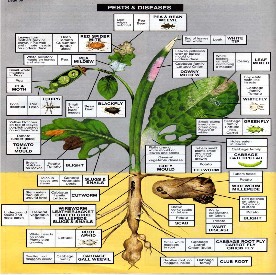Phoenix Gardening Course – Sow & Grow. Chapter 4: Pests & Diseases ...